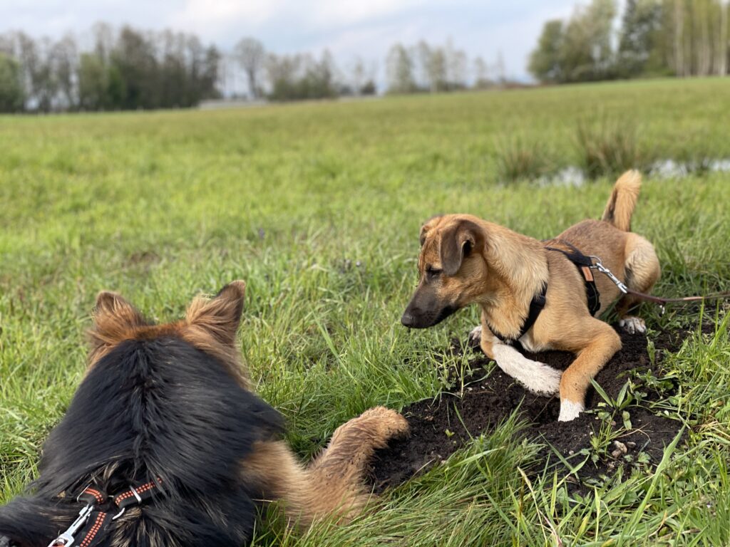 Häuser der Hoffnung e.V.