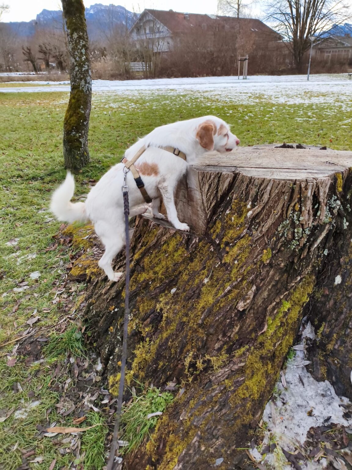 Häuser der Hoffnung e.V.