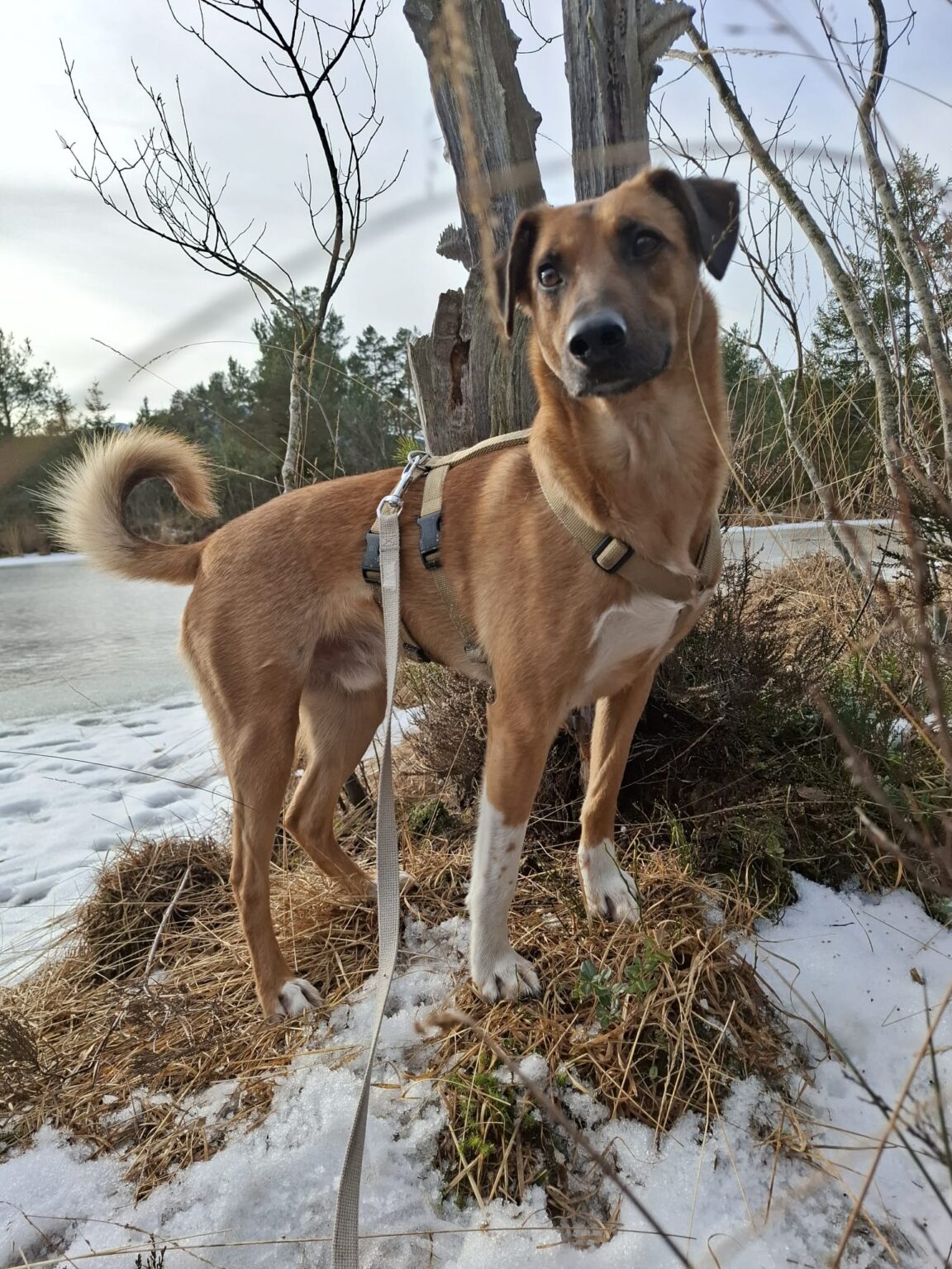 Häuser der Hoffnung e.V.