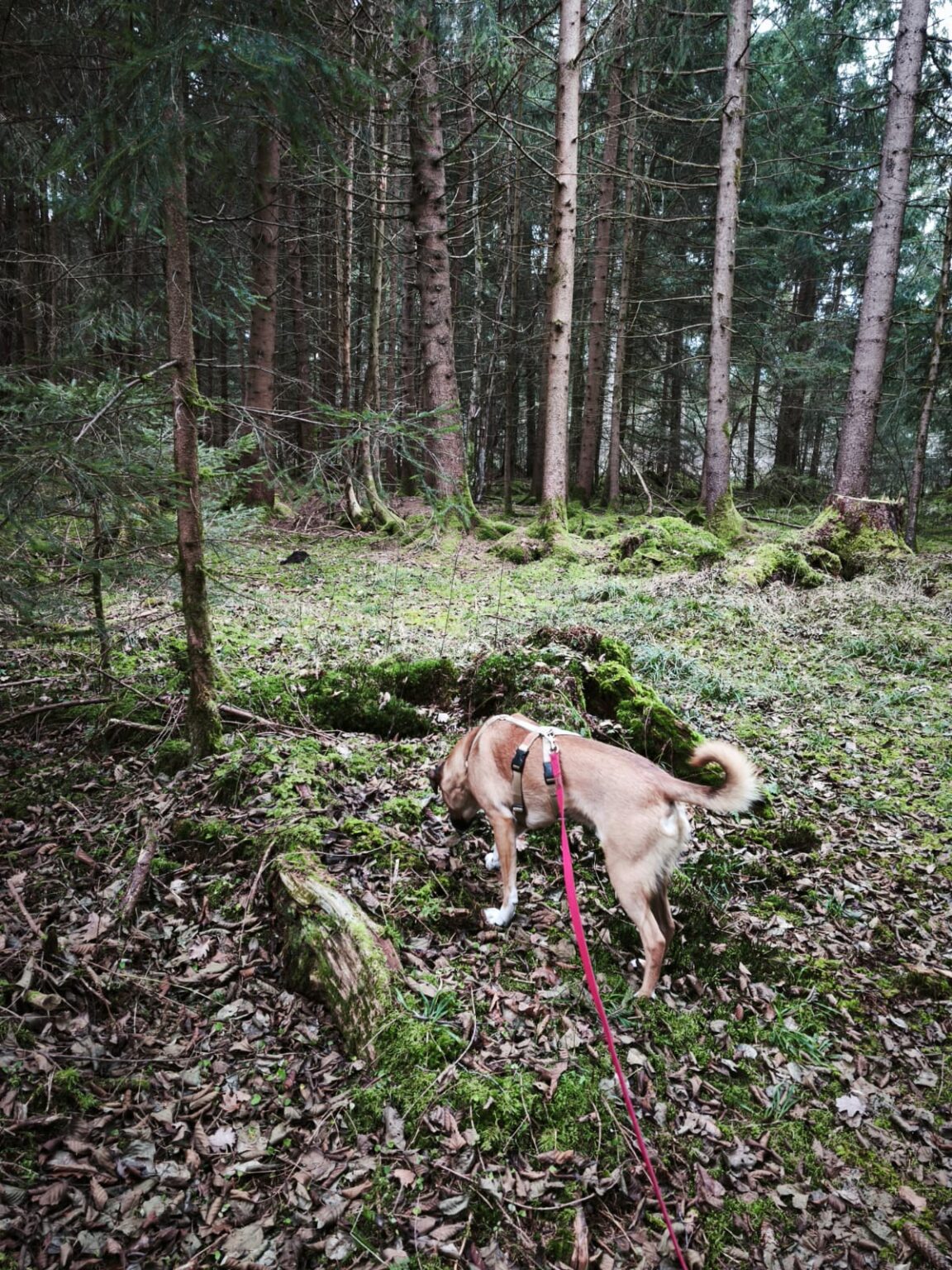 Häuser der Hoffnung e.V.