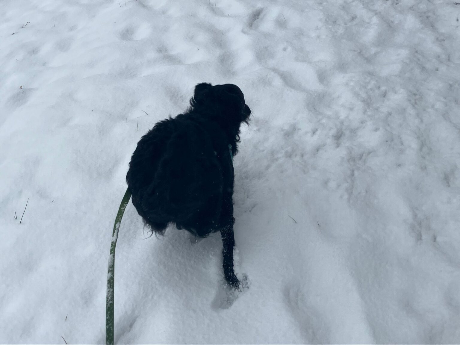 Häuser der Hoffnung e.V.